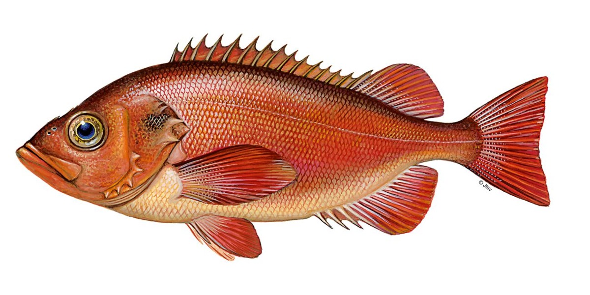 Rotbarsch: Infos und Angeltipps zu diesem Meeresfisch - BLINKER