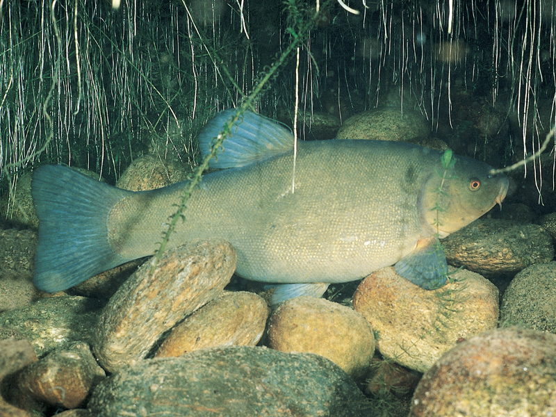 Steckbrief Schleie: Wo und wie fängt man diesen Fisch? - BLINKER