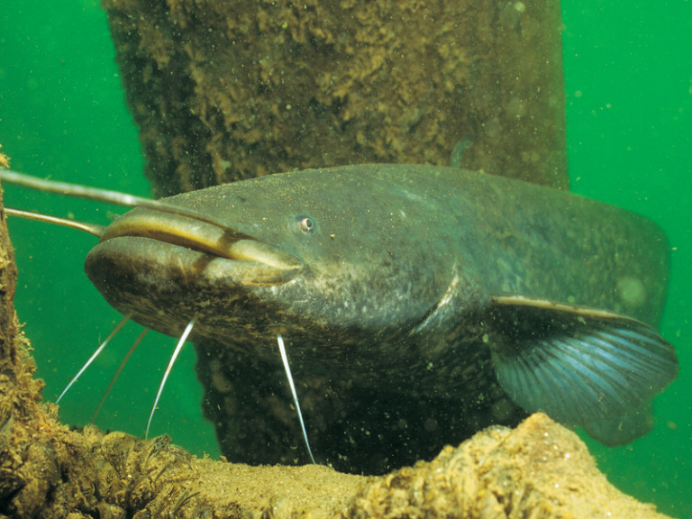 Steckbrief Wels: Fisch-Fakten und Angeltipps für die Süßwasser-Giganten