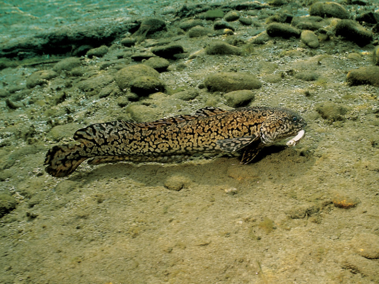 Steckbrief Aalquappe - BLINKER