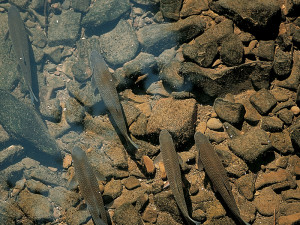 Steckbrief Döbel: Wissenswertes und Fangstrategie - BLINKER