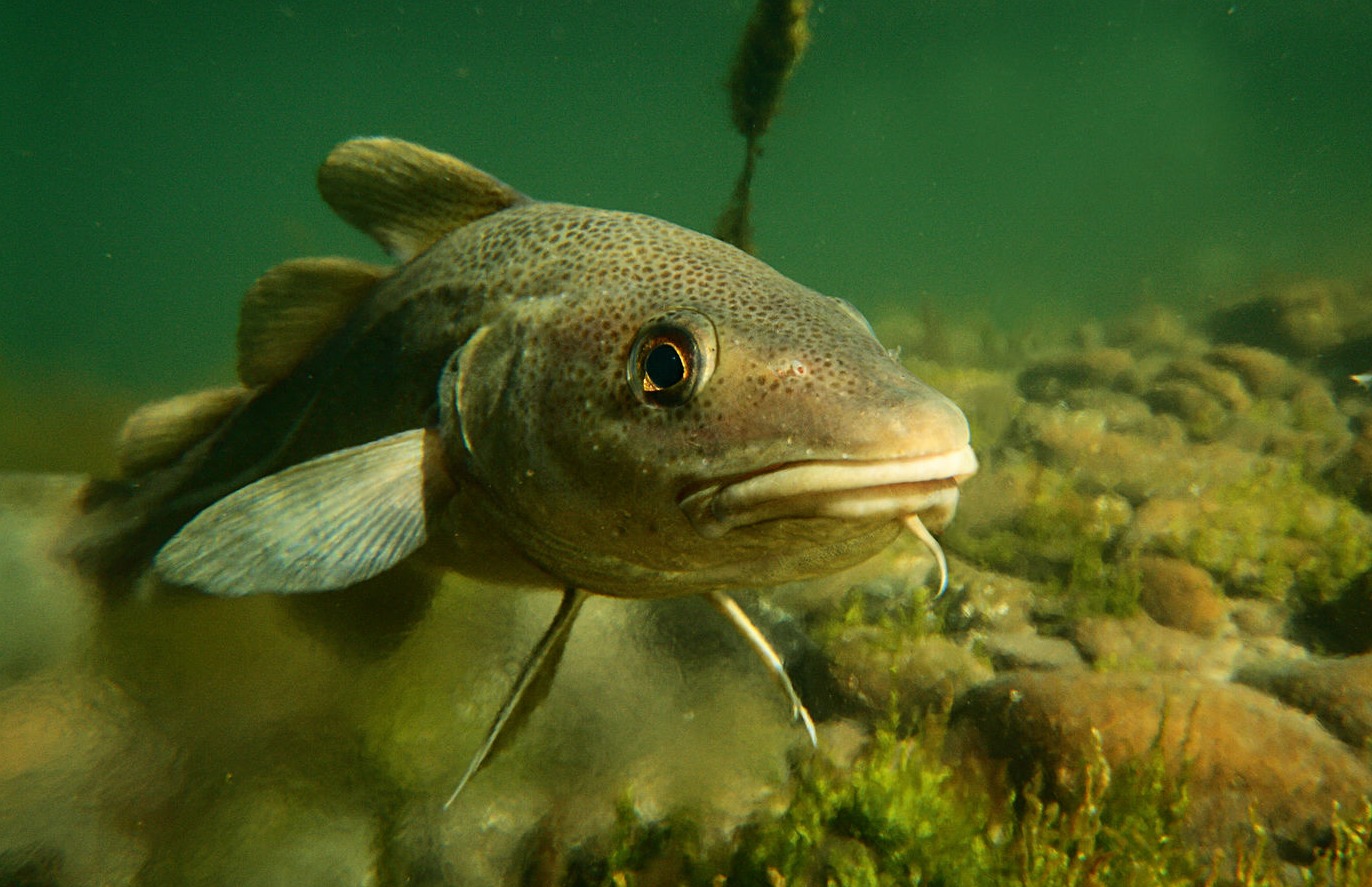Steckbrief Dorsch: Fakten rund um den Meeresfisch - BLINKER