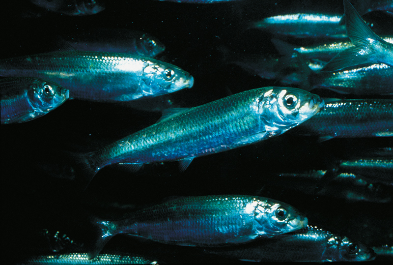 Steckbrief Hering - BLINKER