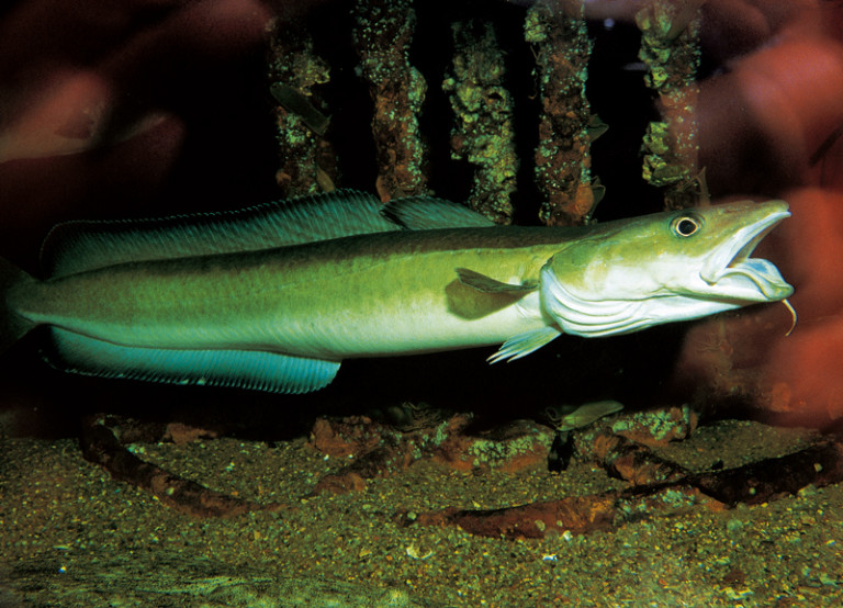 Steckbrief Leng - Wie, wo, wann und womit fängt man diesen Fisch?