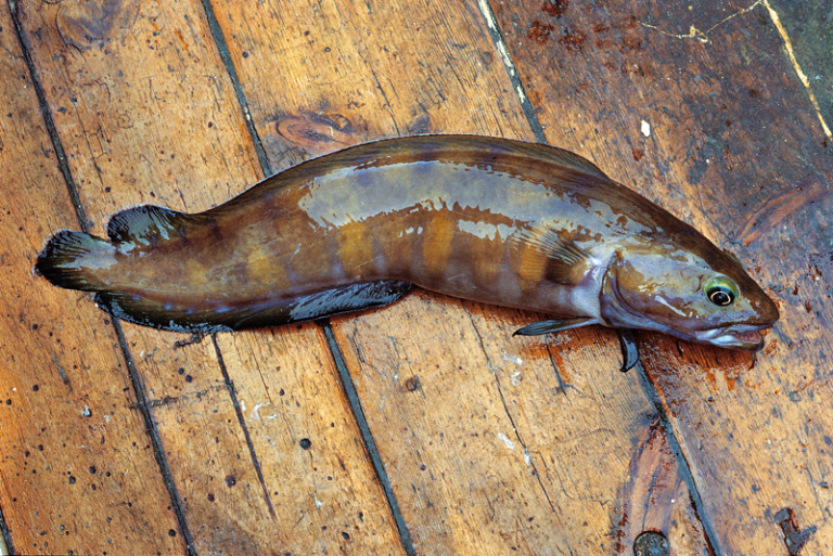 Steckbrief Lumb - Wie, wo, wann und womit fängt man diesen Fisch?