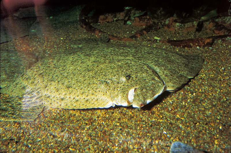 Steckbrief Steinbutt - BLINKER