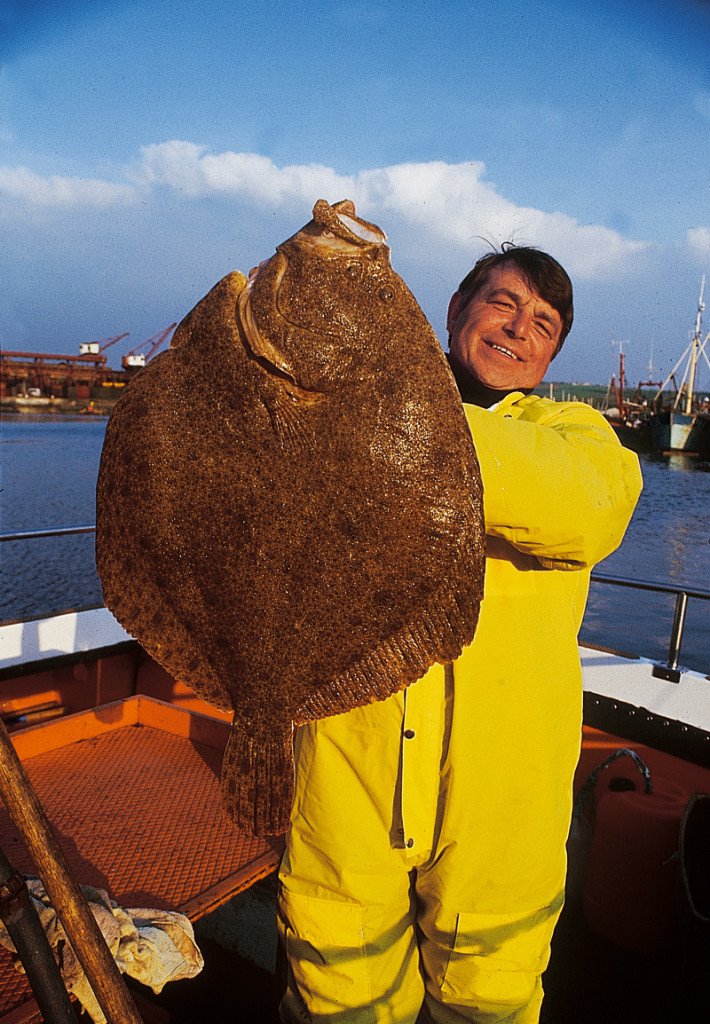 Steckbrief Steinbutt: Der Plattfisch-König in deutschen Gewässern