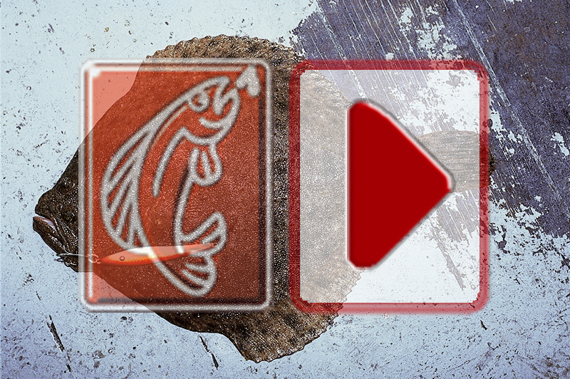 Steckbrief Steinbutt - BLINKER