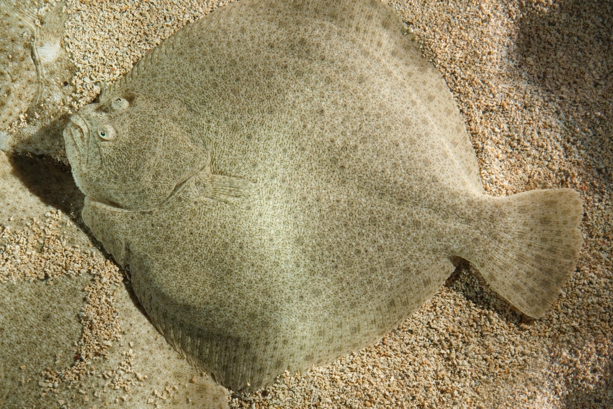 Steckbrief Steinbutt: Der Plattfisch-König in deutschen Gewässern