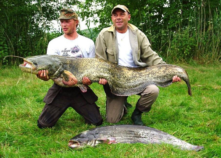 Wels-Doppel aus der Wörnitz - BLINKER