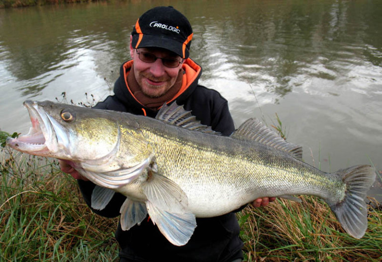 Prächtige Zander zum Jahresbeginn - BLINKER