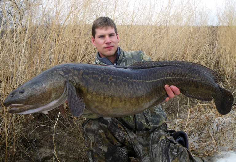 Weltrekord: Nicht von Pappe, diese Quappe - BLINKER