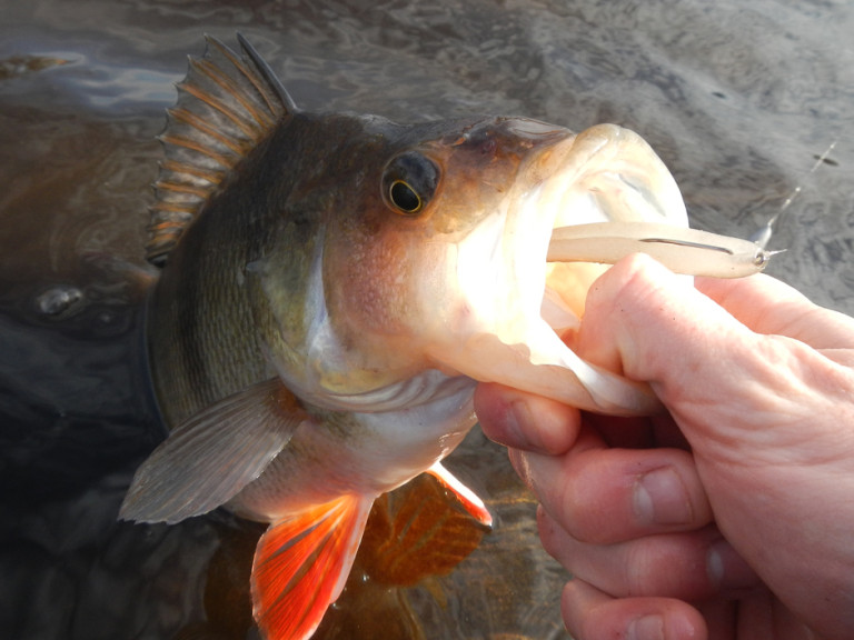 Pro-Tipp: Angeln auf Barsch mit dem Texas Rig - BLINKER