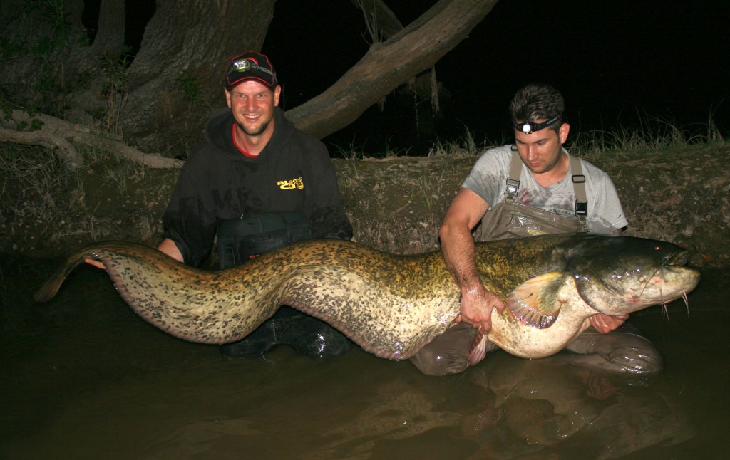 Riesiger Wels aus dem Altrhein - BLINKER
