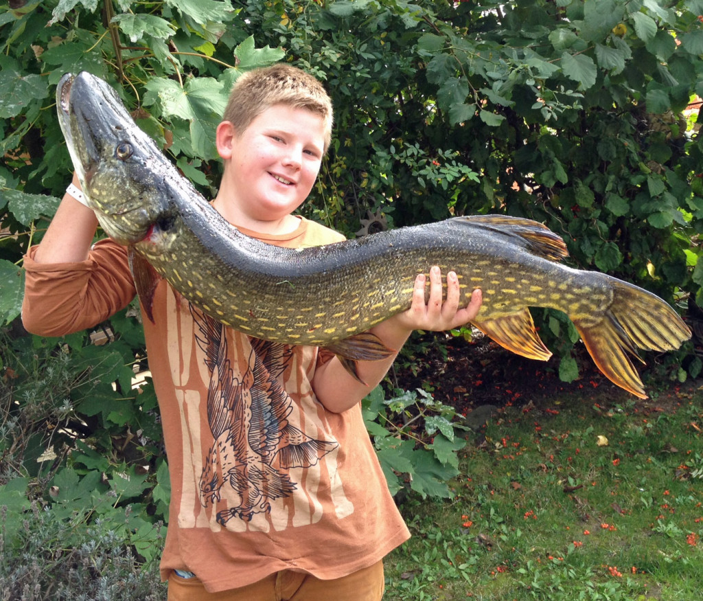 Metriger Premieren-Hecht für Jungangler - BLINKER