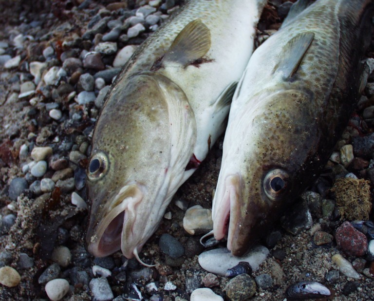 Frisches Wasser für Dorsche - BLINKER
