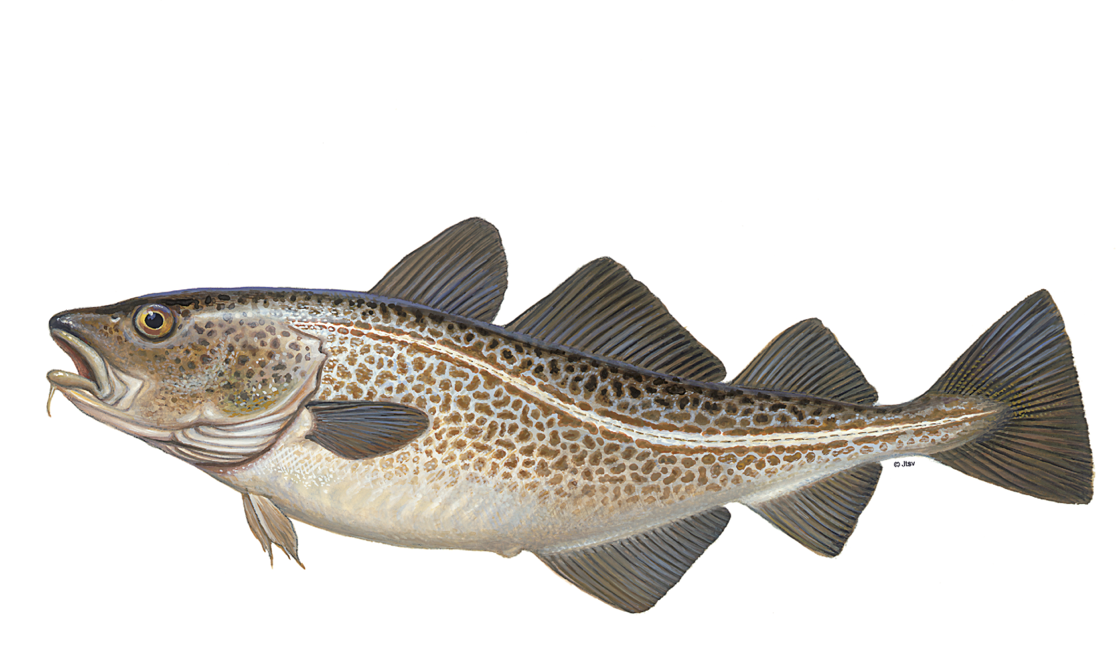 Frisches Wasser für Dorsche - BLINKER