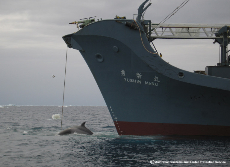 Schluss mit dem Walfang in Japan - BLINKER