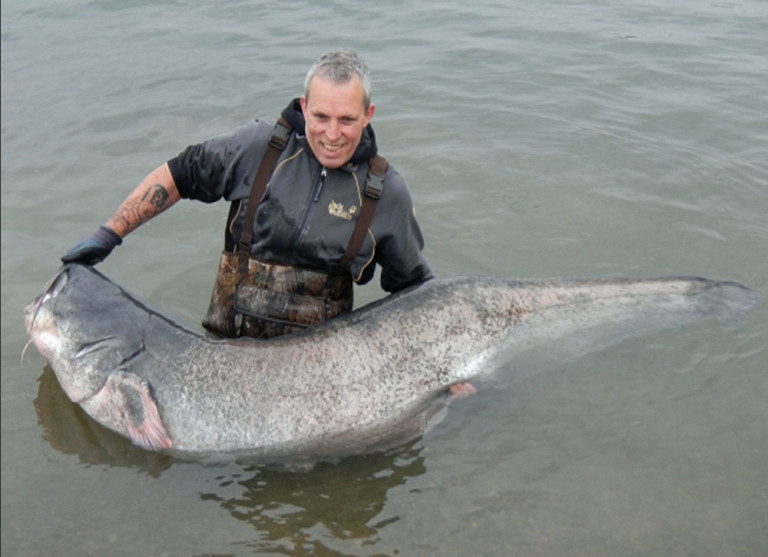 231 Zentimeter-Waller aus Deutschland - BLINKER