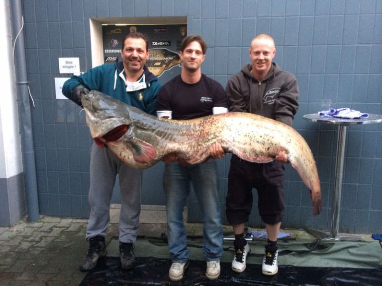 2-Meter-Wels beim Zanderangeln - BLINKER