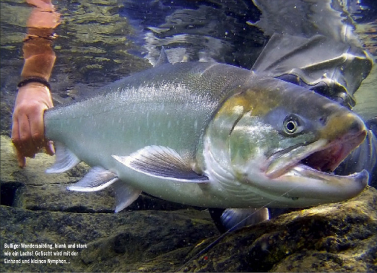 Die größten Saiblinge der Welt - BLINKER
