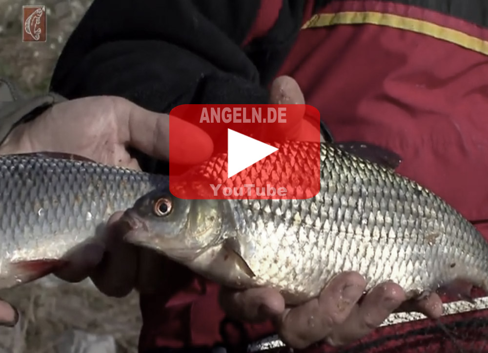 Video: Mit der Bolo- und Matchrute auf Rotaugen - BLINKER