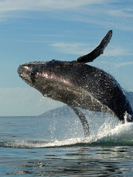 Steinalter Wal - BLINKER