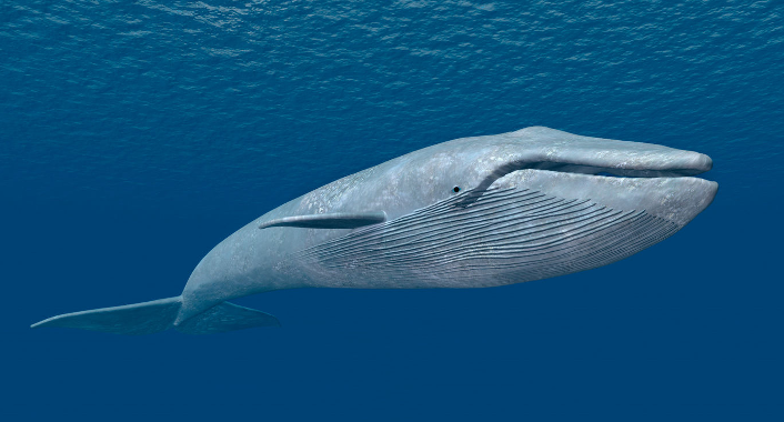 Steinalter Wal - BLINKER