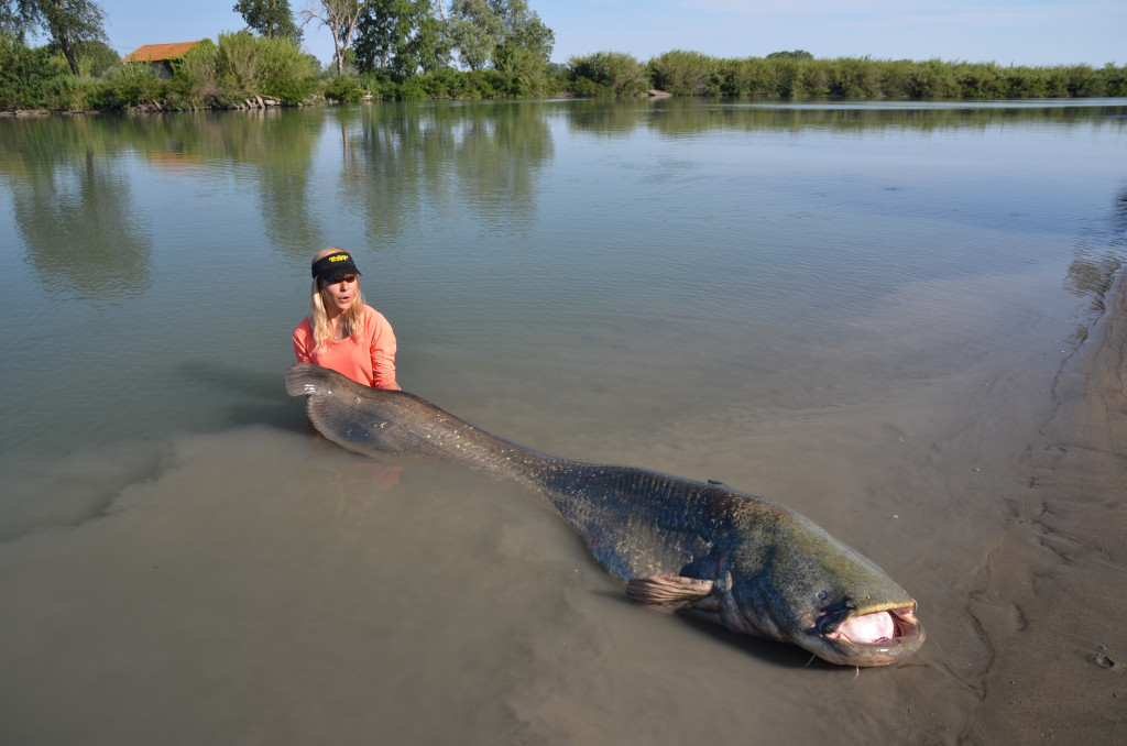 Riesenwels für Babs Kijewski - BLINKER