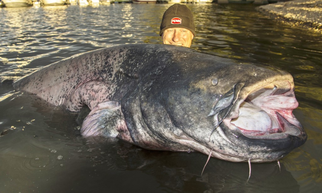 Waller-Gigant aus dem Rhein - BLINKER