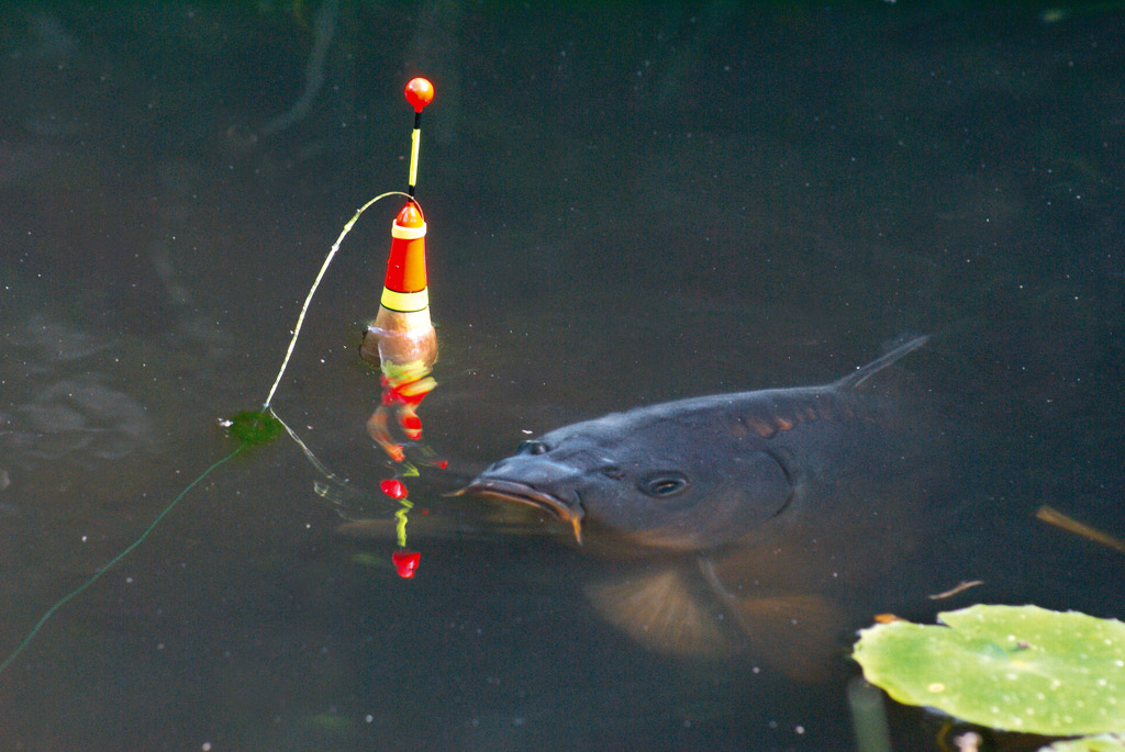 Posenangeln leicht gemacht – Tipps zum Angeln mit Pose - BLINKER