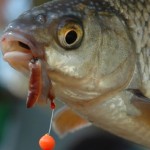 Alles rund ums Angeln – BLINKER