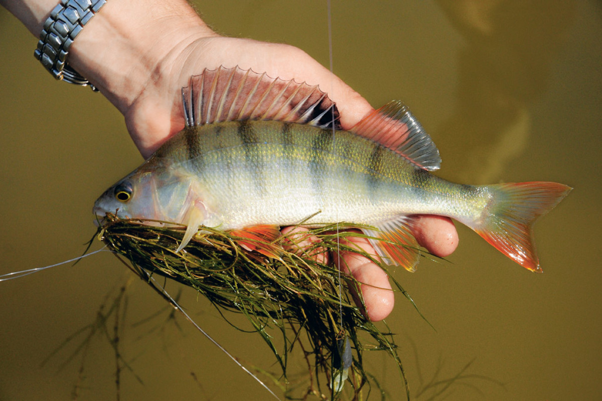 Steckbrief Barsch: Wie fängt man große Barsche? - BLINKER