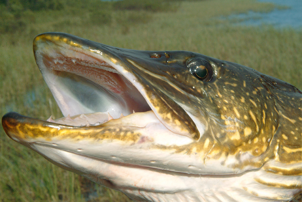 Hecht-Gigant aus Donau-Altarm - BLINKER