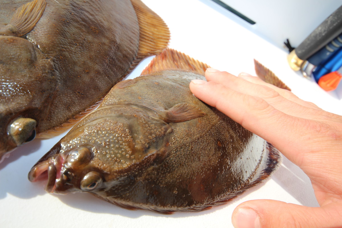 Plattfische unterscheiden: Flunder, Kliesche und Scholle – BLINKER