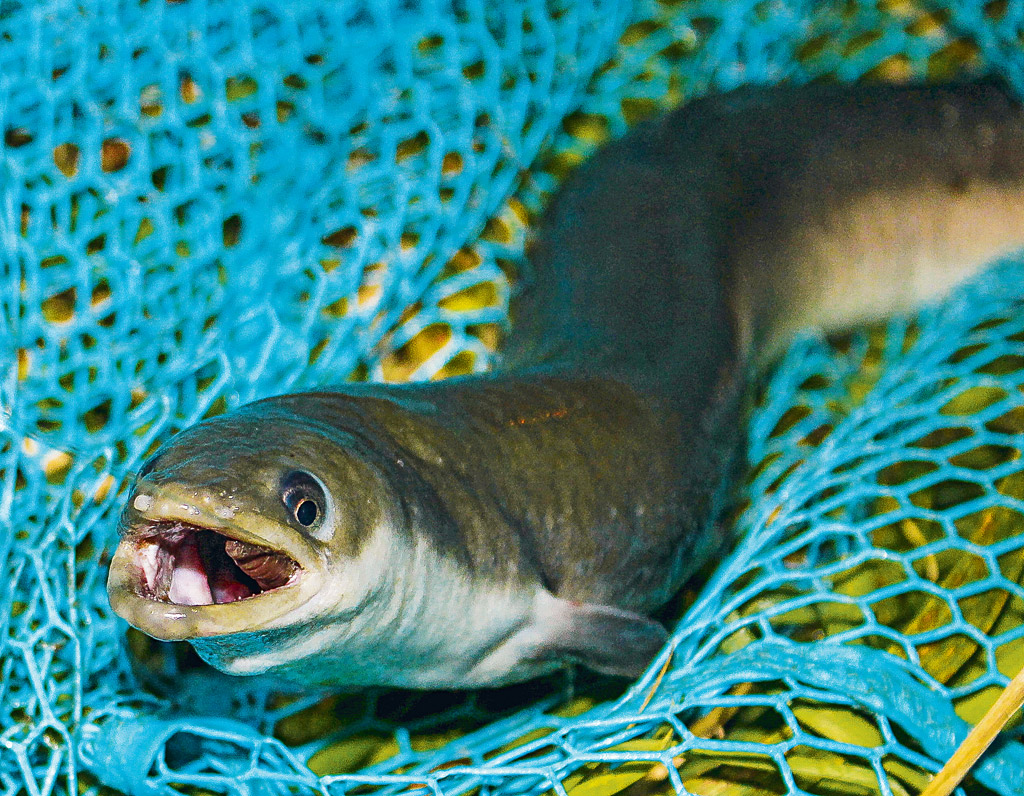 Aalangeln im Herbst: 4 goldene Tipps! - BLINKER