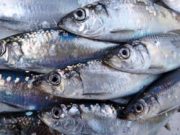 Heringsangeln: Wie fange ich Heringe an der Ostsee?