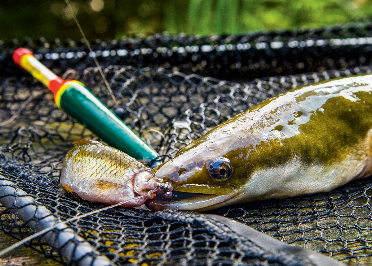 Aalangeln im Herbst: 4 goldene Tipps! - BLINKER