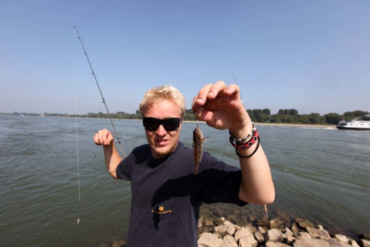Angeln am Rhein: Fluch und Segen - BLINKER