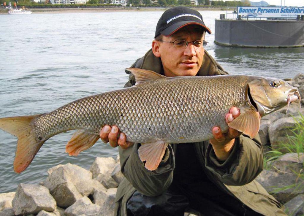 Angeln am Rhein: Fluch und Segen - BLINKER