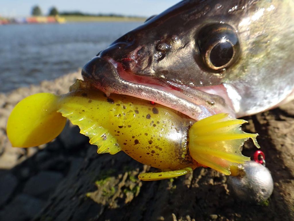 Angeln am Rhein: Fluch und Segen - BLINKER