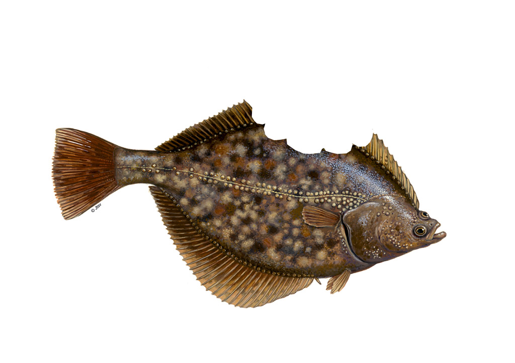 Kurioser Fang: Angler fängt angefressene Flunder - BLINKER