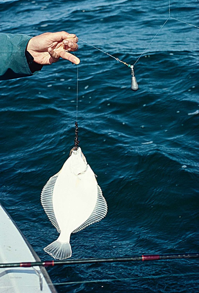 Plattfischangeln: 10 Tipps für mehr Erfolg - BLINKER