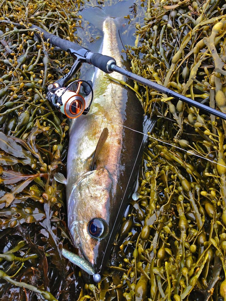 Angeln auf Pollack: 6 Richtige für den Fangerfolg - BLINKER