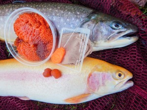 Goldforelle: Der besondere Schatz im Forellensee - BLINKER