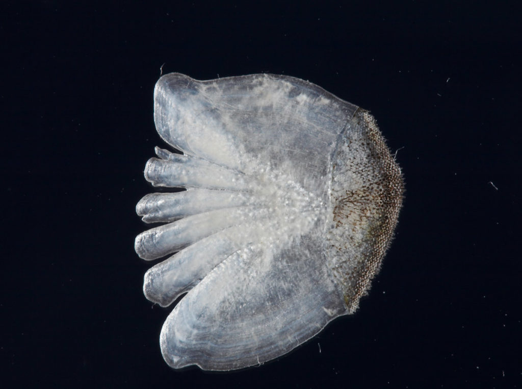 Fischschuppen: Die zweite Haut der Wasserbewohner - BLINKER
