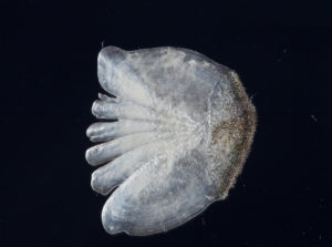 Fischschuppen: Die zweite Haut der Wasserbewohner - BLINKER