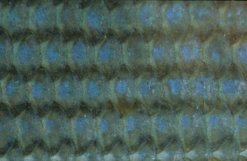 Fischschuppen: Die zweite Haut der Wasserbewohner - BLINKER