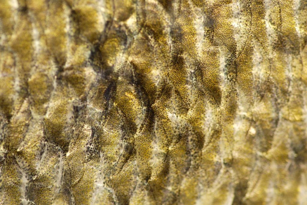 Fischschuppen: Die zweite Haut der Wasserbewohner - BLINKER