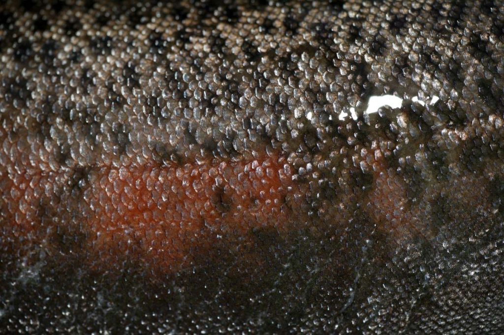 Fischschuppen: Die zweite Haut der Wasserbewohner - BLINKER